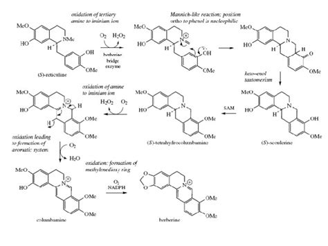 Biosynthesis Some Alkaloids Piperine Indole Isolasi And Identifikasi