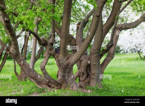 A Huge Spreading Tree With Many Trunks Intertwined Intertwined Trunks Of Trees In The Park