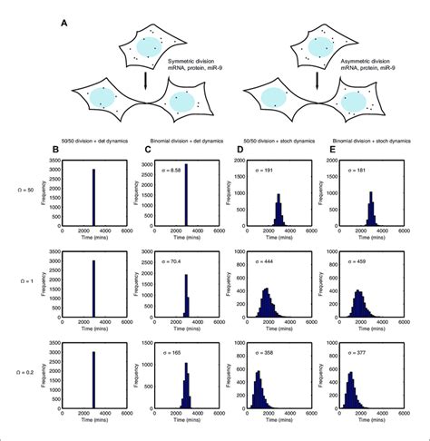 Stochastic System Is Robust To The Binomial Distribution Of