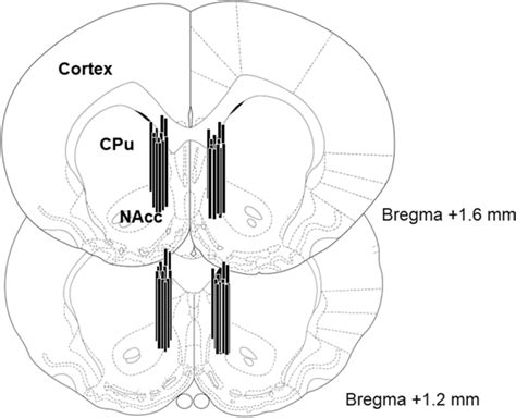 Representative Schematic Illustration Of The Microdialysis Probes Download Scientific Diagram