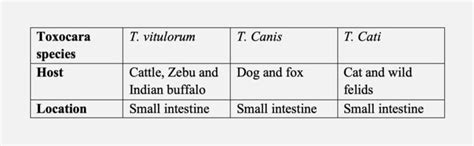 Toxocariasis Gastrintestinal Nematodiasis By Toxocara Species