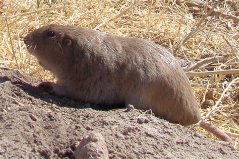 Desert Pocket Gopher Naturerules1 Wiki Fandom