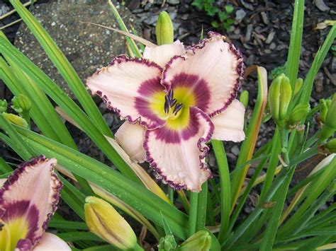 Лілійник Криптик Месседж Daylily Hemerocallis Cryptic Message купити