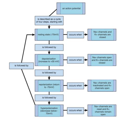 concept map events in an action potential flashcards quizlet