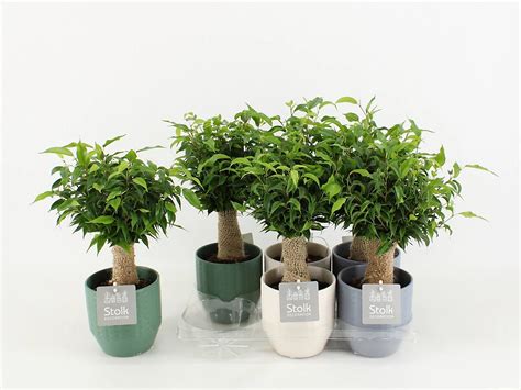 Ficus Be Natasja Ceramic Exsp 13cm Pot Size 35cm Tall Natasja Fig Indoor Houseplant