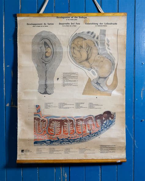 Development Of The Embryo Medical Chart On The Square Emporium