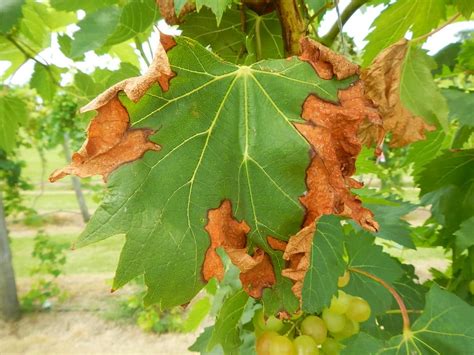 Xylella Fastidiosa Vid Amenaza Persistente