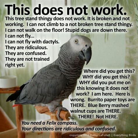 Pin On Parrots Funny Parrots Parrot African Grey Parrot