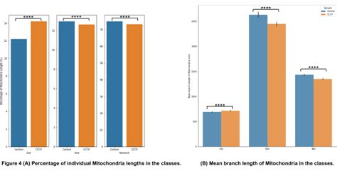 Analyzing Mitochondrial Morphology Through Simulation Supervised Learning