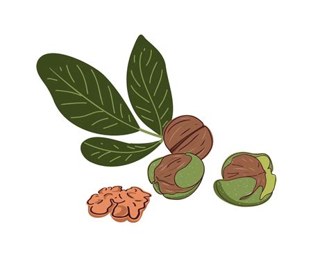 Set Of Walnuts 25668627 Vector Art At Vecteezy