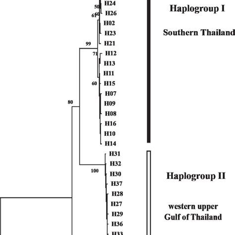 Neighbor Joining Phylogenetic Tree Constructed From Mtdna Cr Sequences