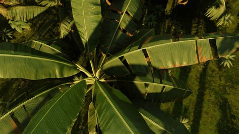 Realistic Jungle Demo Godot 4 Rgodot