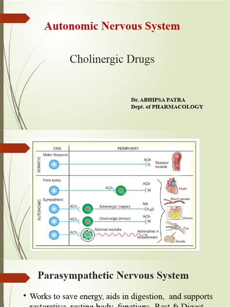 01 Ans Pdf Acetylcholine Norepinephrine