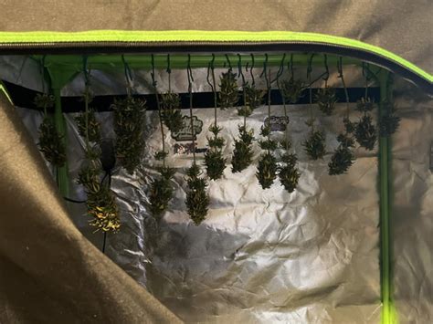 Aeque Genetics And Candy Jar Exotics R Ausgrowers