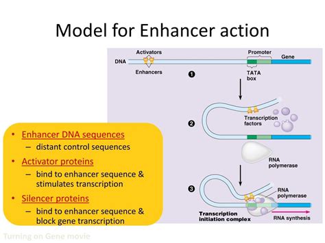 Ppt Chapter 18~regulaton Of Gene Expression Powerpoint Presentation Free Download Id 502158