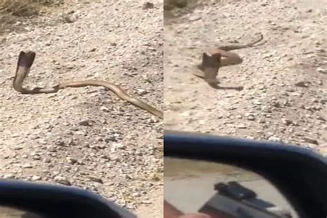 Viral Cobra Charges At Man After Dodging 2 Gunshots Leaves Internet
