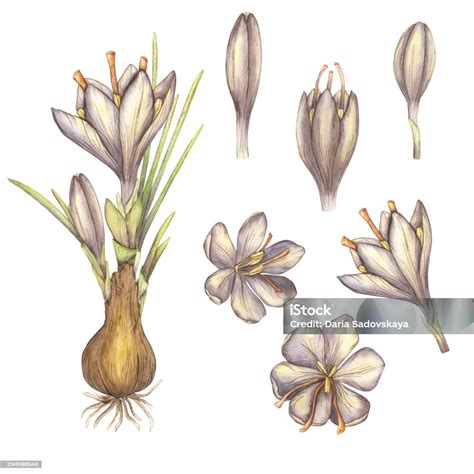구근이 있는 수채화 앵초 보라색 크로커스 사프란 꽃의 그림 흰색 배경에 클립아트입니다 향신료 향수 향료 페인트 안료 디자인용 템플릿 0명에 대한 스톡 벡터 아트 및 기타