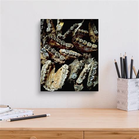 Australopithecus Afarensis Fossil Of Canvas Print Canvasworld