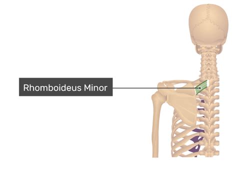 Rhomboid Minor Muscle Attachments Actions Innervation Getbodysmart