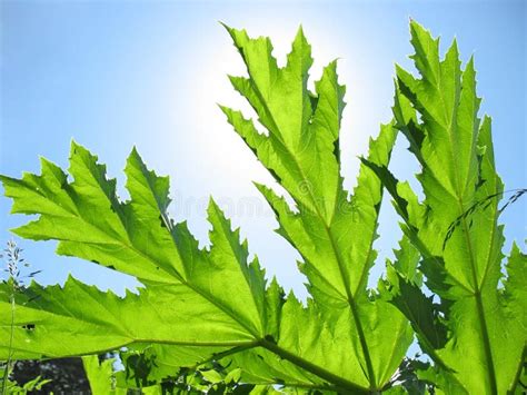 Cow Parsnip Leaf Base Close Up Stock Image Image Of Umbeliferaceae