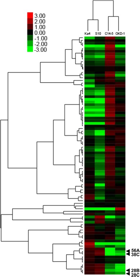 two way hierarchical clustering analysis of different amounts of