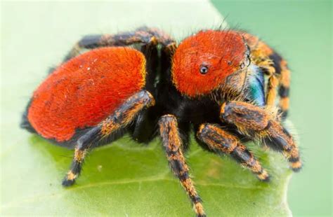20 Red Spiders In California With Pictures And Identification