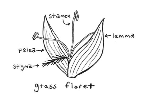 Getting To Know A Grass Basic Anatomy And Identification Awkward Botany