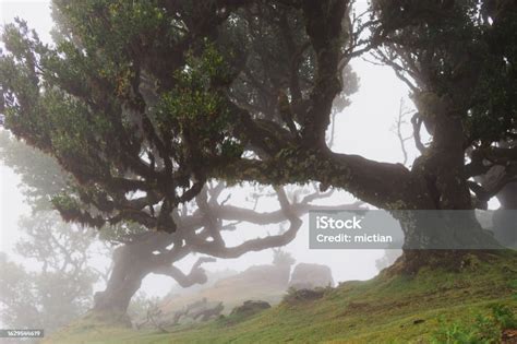 마데이라 섬의 풍경과 유명한 장소를 여행하고 탐험합니다 대서양과 산의 여름 관광 팡날의 숲 전망 0명에 대한 스톡 사진 및 기타 이미지 Istock
