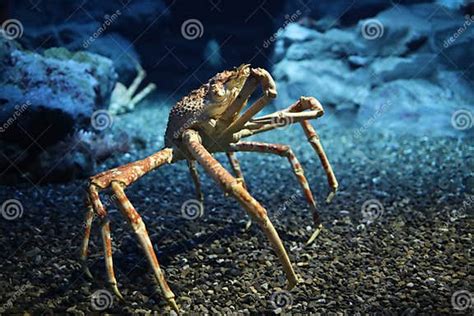 The Japan Spider King Crab Or Alaska King Crab At Kaiyukan Aquarium