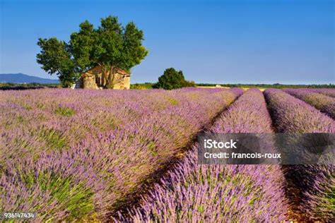 여름에 나무와 돌 하우스 Valensole에 라벤더 필드 알프 드 오 트 프로방스 프랑스 0명에 대한 스톡 사진 및 기타 이미지 Istock