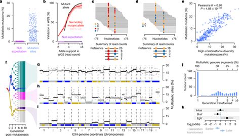 Lesion Segregation Generates Multiallelic And Combinatorial Genetic