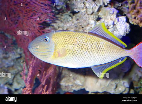 Crosshatch Triggerfish Naturerules1 Wiki Fandom