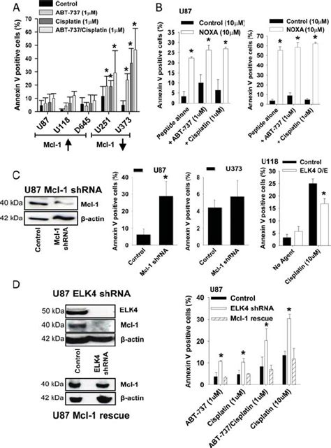 Mcl 1 And Elk4 Neutralization Induce Apoptosis And Increase Sensitivity