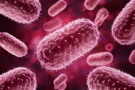 Clostridium Perfringens Caused By Food Poisoning