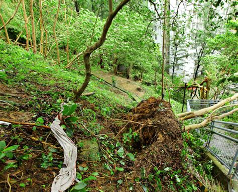 Hazardous Tree Removal Tree Services In Crown Point