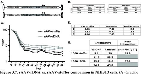 Figure 3 7 From A Newly Designed Aav Rdna Vector For Persistent Therapy