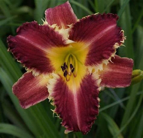 Daylily Hemerocallis Predator In The Daylilies Database Daylily Hemerocallis Predator In The Daylilies Database