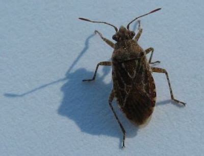 Is This A Seed Bug BugGuide Net