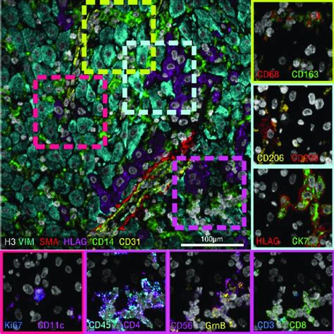 Light Microscopy Multiplex Chromogenic Immunohistochemistry Staining Download Scientific