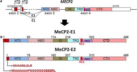 Schematic Representation Of Mecp2 Gene Organization A And Different Download Scientific