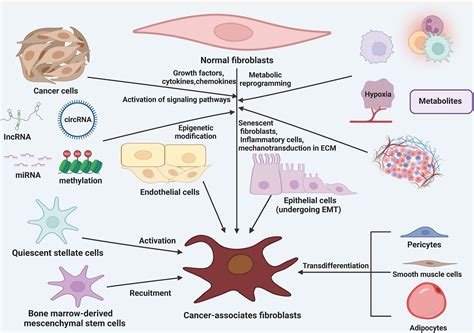 Frontiers The Cross Talk Between Macrophages And Tumor Cells As Supere