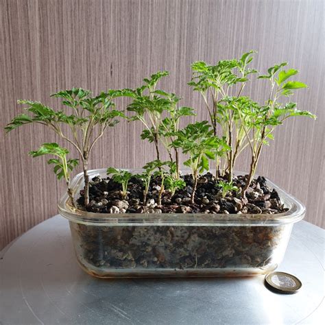 Polyscias Fruticosa Forest Bonsai Furniture And Home Living Gardening