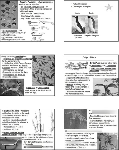 Ornithology 1 2 3 Diagram Quizlet