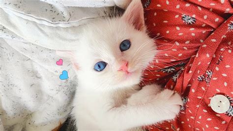 파란 눈을 가진 천사를 길에서 만났어요 Youtube