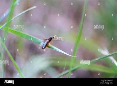 Insect Reproduction Ant Life Cycle And Reproduction Facts Orkin