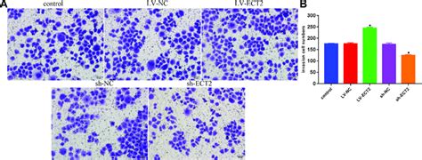 Cell Invasion Assay A The Pictures Of Cell Invasion In Each Group Download Scientific
