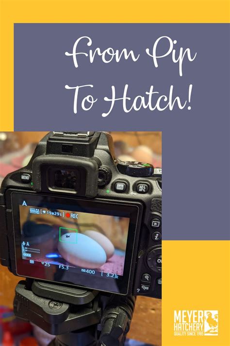 From Pip To Hatch Hatching Timelapse Chickens Backyard Hatch