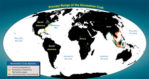 Horseshoe Crab Ocean Treasures Memorial Library