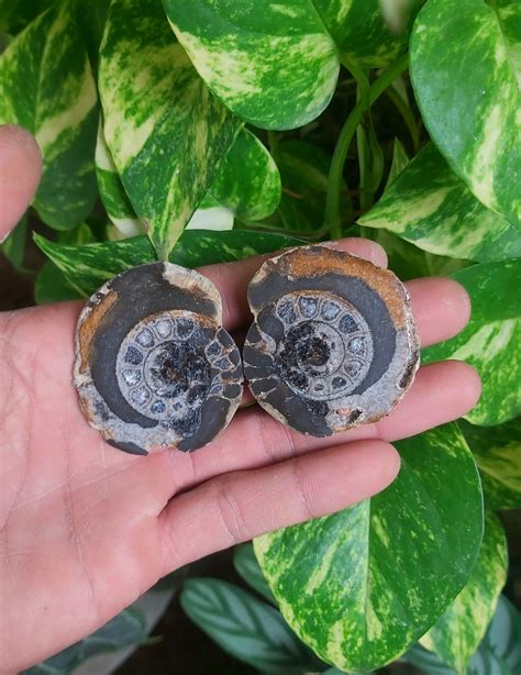 Natural Ammonite Fossil Conch Rare Items Etsy