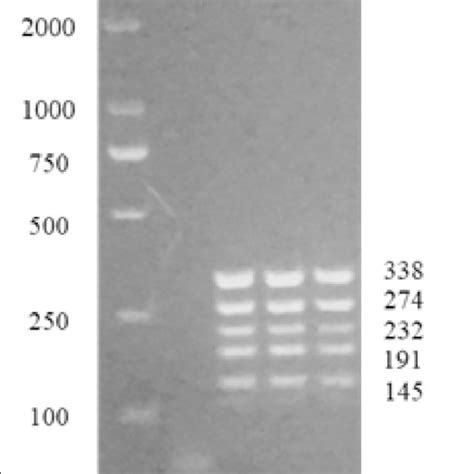 Representative Results Of Dna Sequencing Analysis Of Pah Gene Mutation Download Scientific Diagram